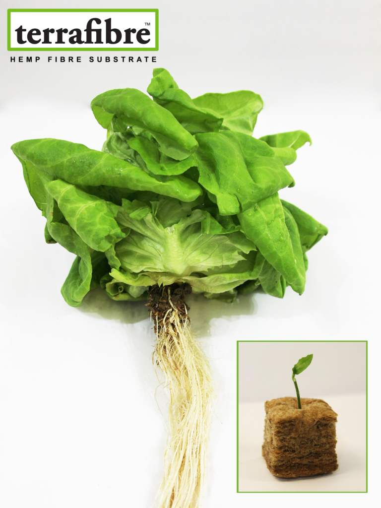 Moving Toward Sustainable Growing with… Hemp?﻿ - BioComposites Group ...