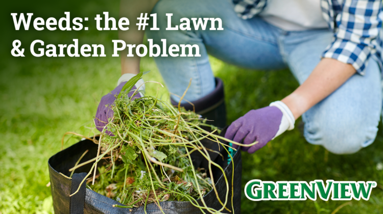 Weeds Top the List of Lawn & Garden Problems - Arett Outlook