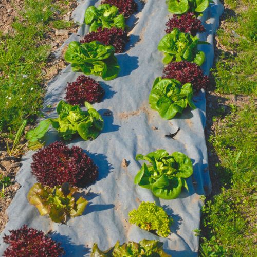 Emerging Trends for Spring 2025-2 - Arett Outlook